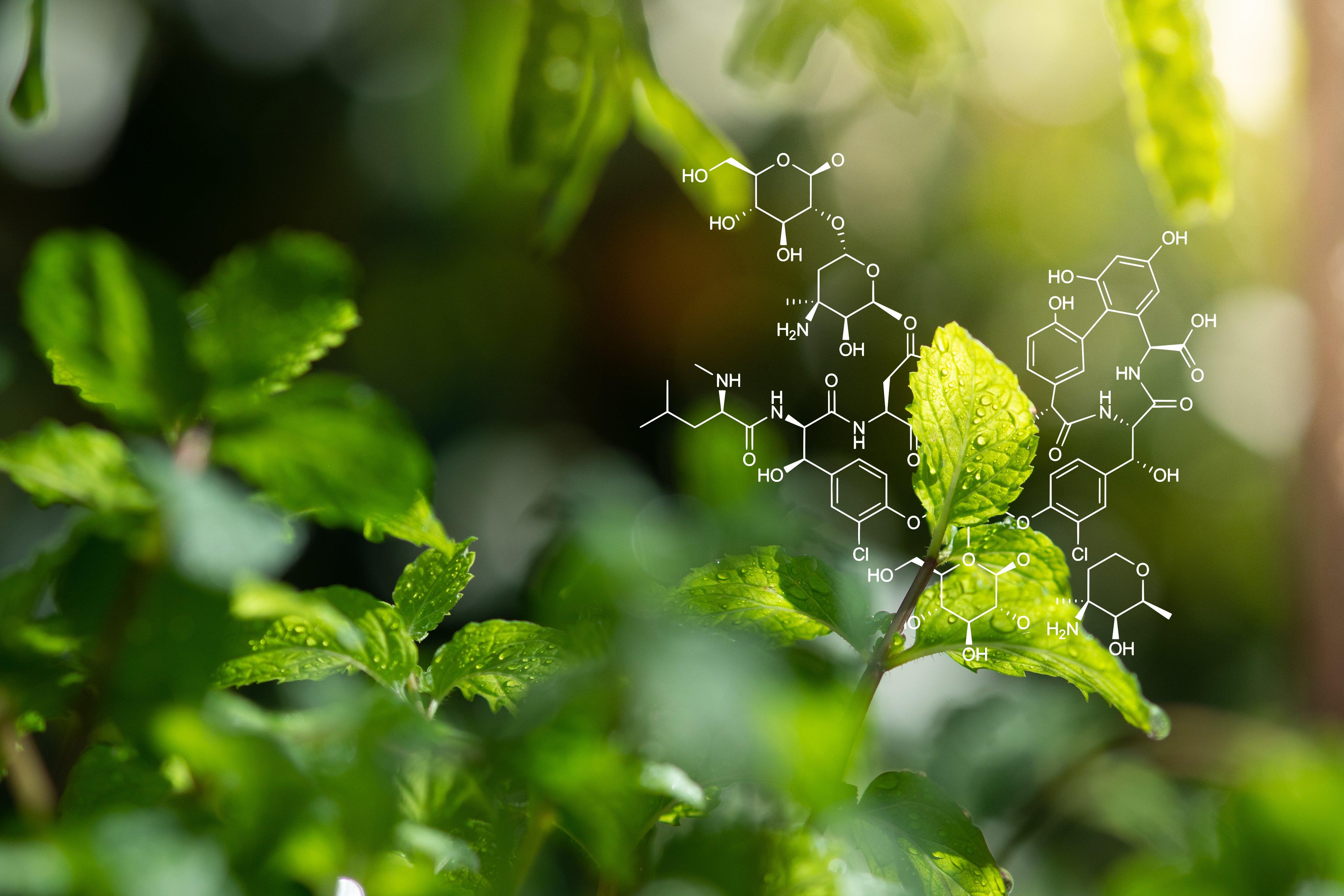 Biostimulants in Agriculture – Impello® Biosciences