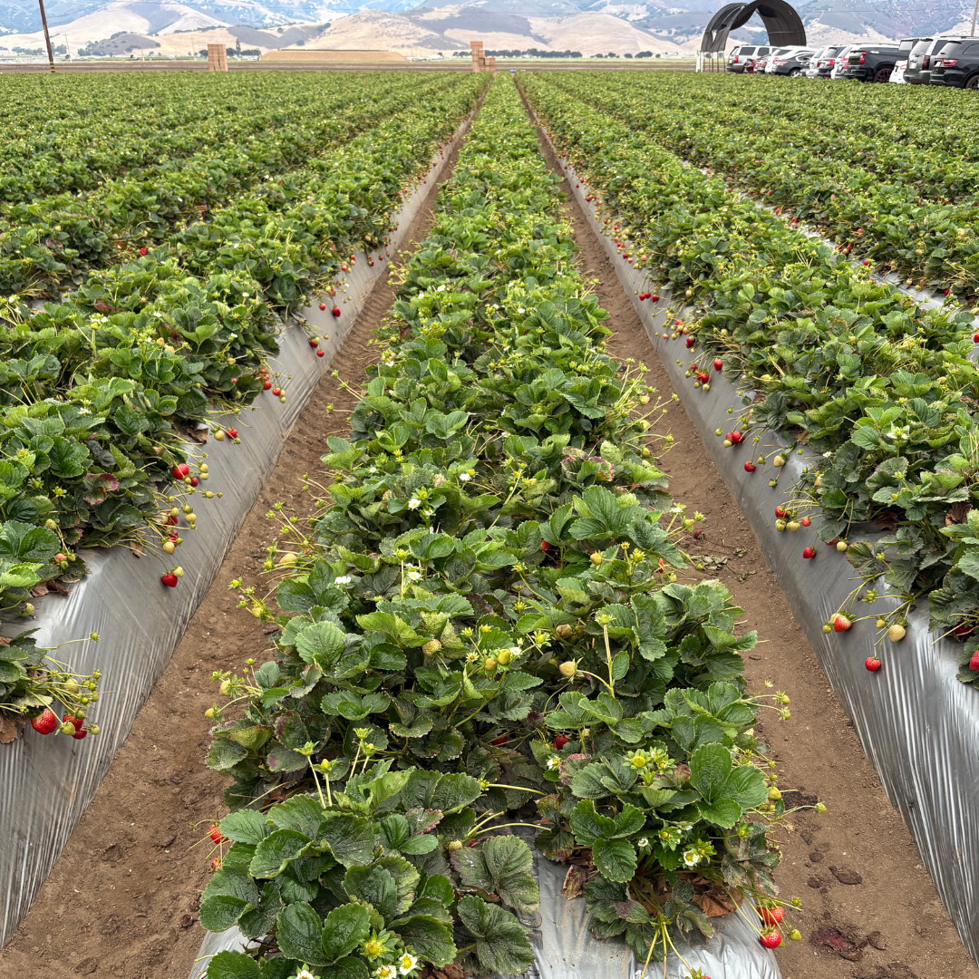 Strawberry Fields Forever: Future Farming – Impello® Biosciences