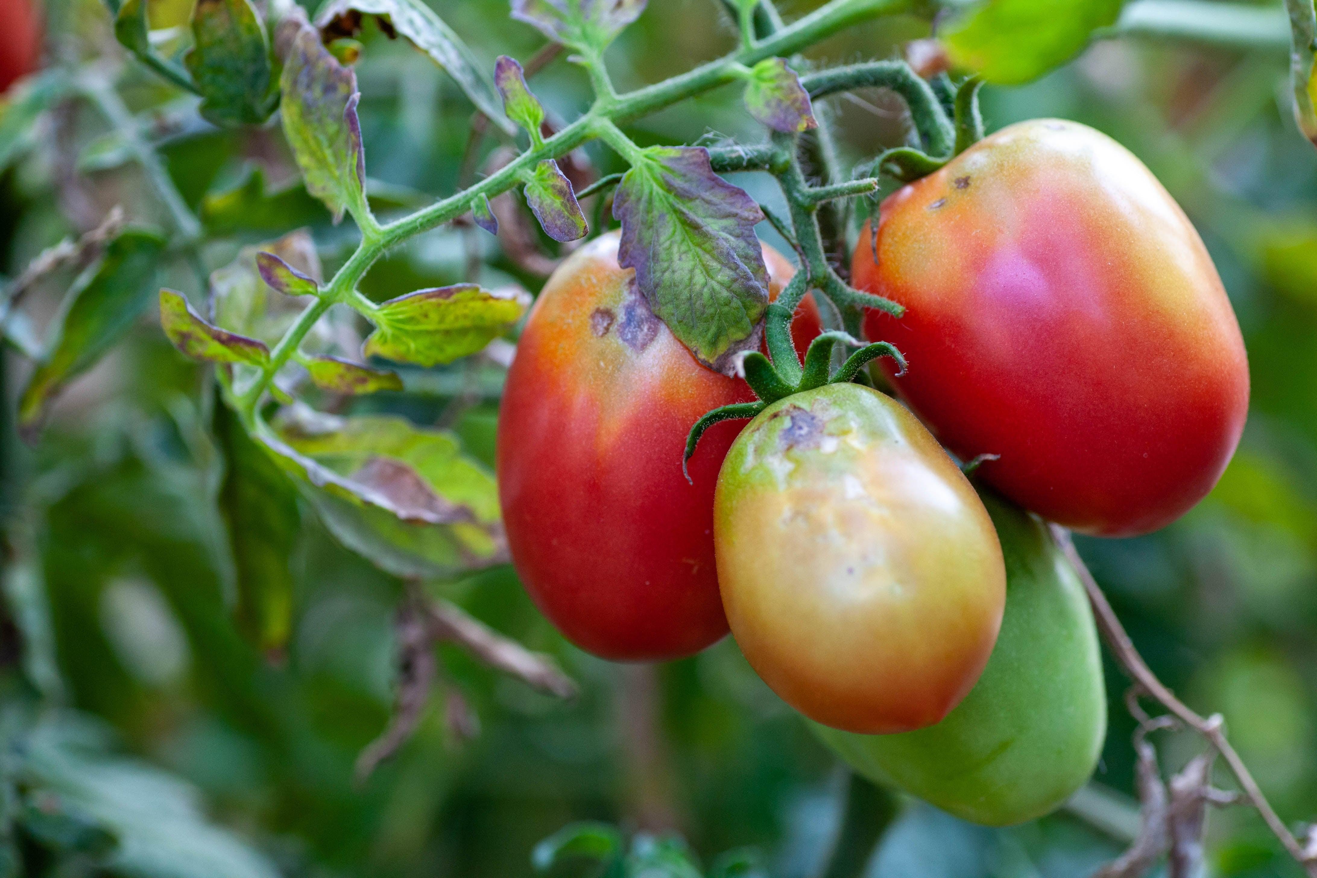 How Biostimulants Improve Plant Stress Tolerance – Impello® Biosciences