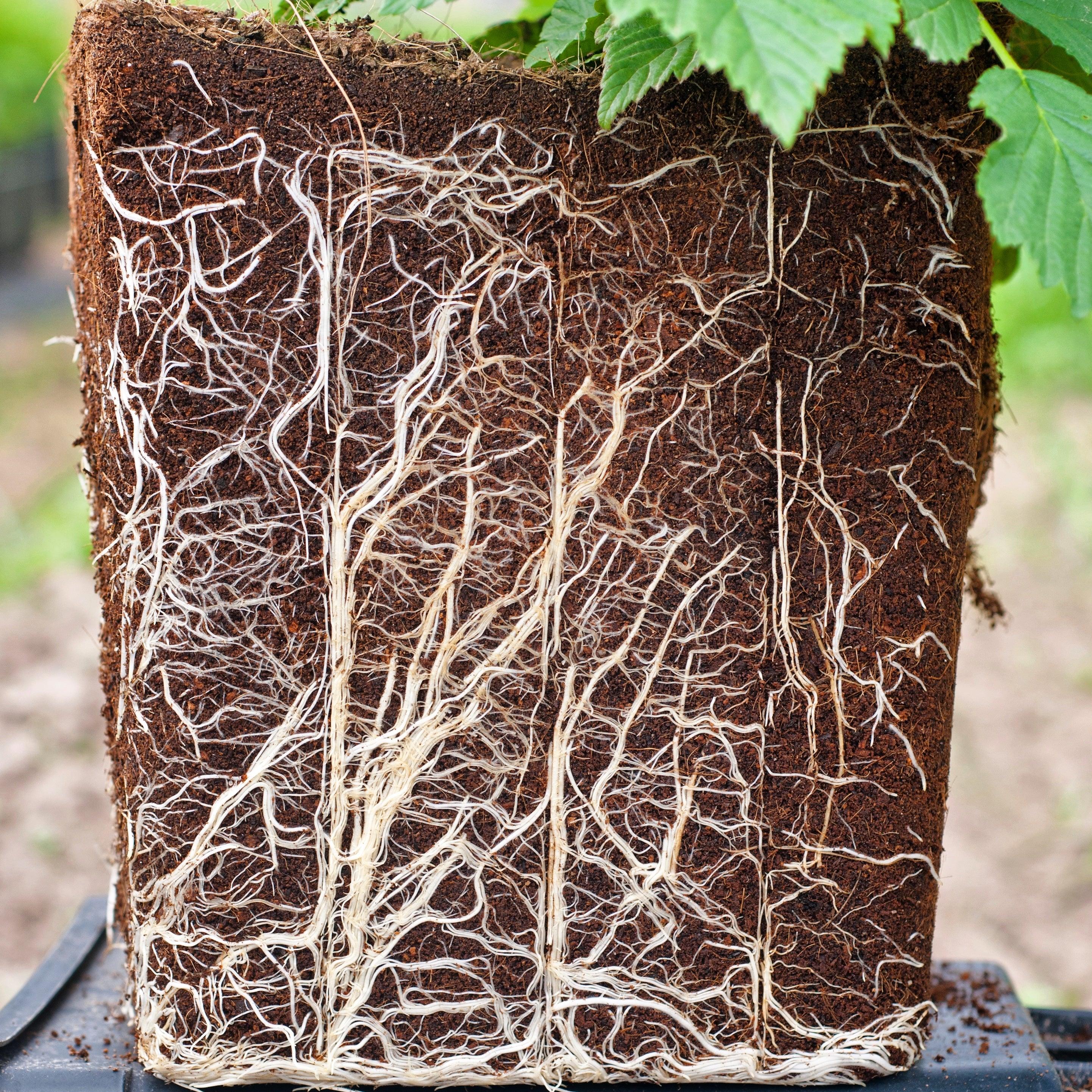 Underground Influence-Healthy Plant – Impello® Biosciences
