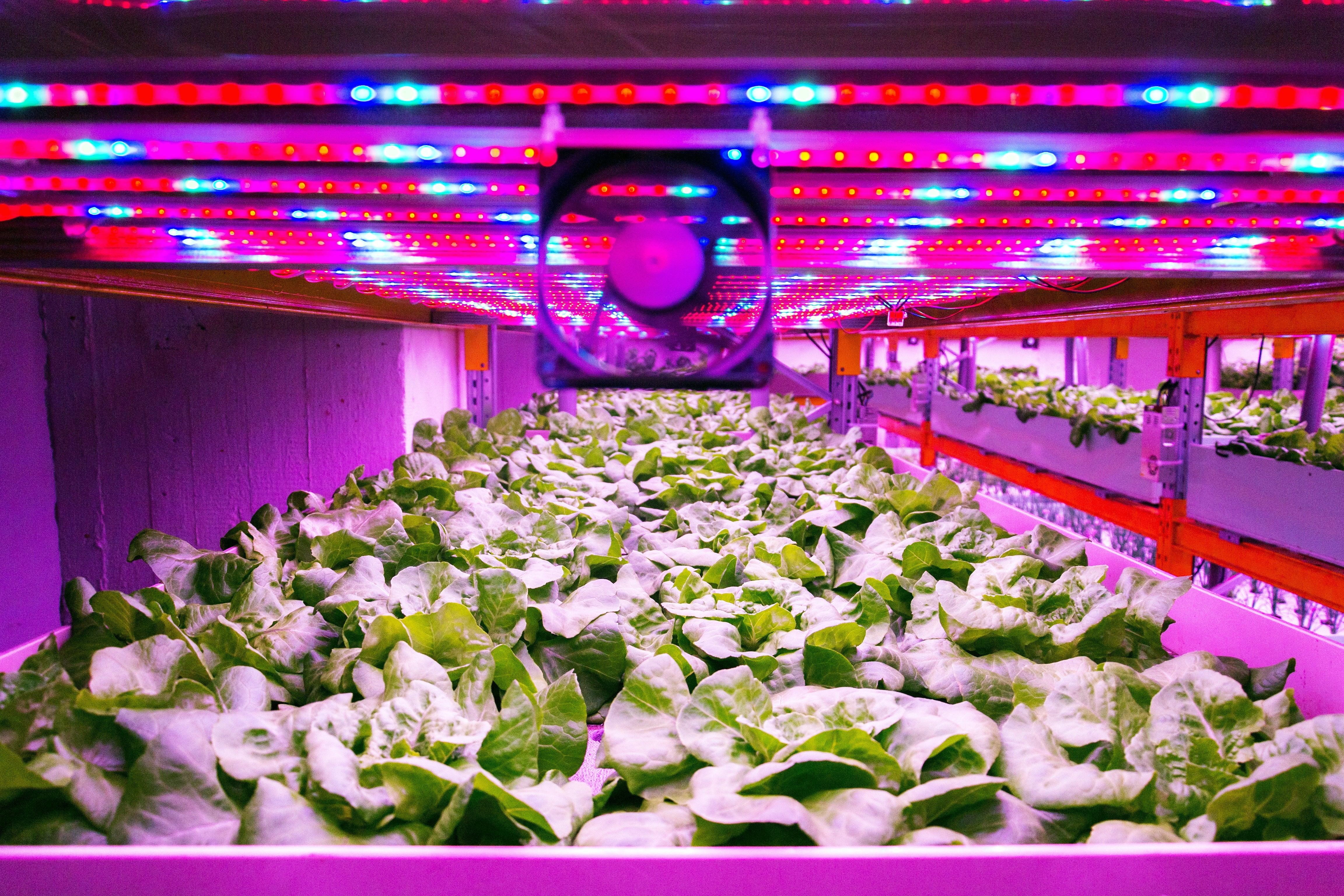 Safer Vertical Farms with Microbes – Impello® Biosciences